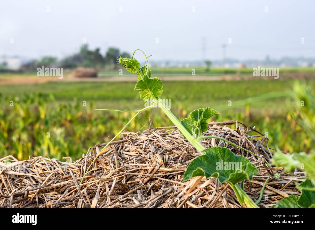 Fresh creeper of calabash or bottle gourd vegetable growing on a straw ...