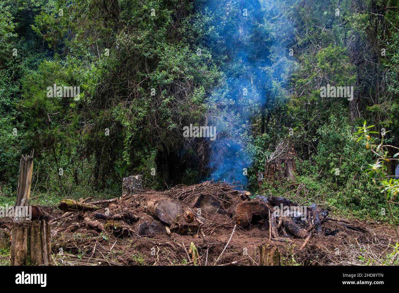 Nakuru, Kenya. 31st Dec, 2021. View of indigenous trees felled by ...