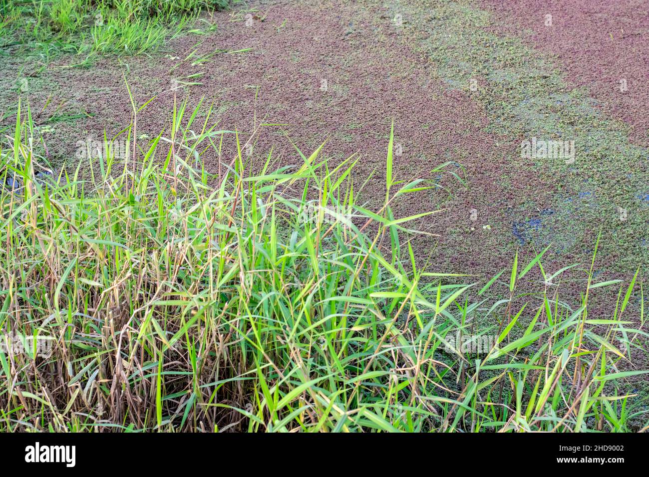 Growing wild grasses near the pond in the village Stock Photo - Alamy