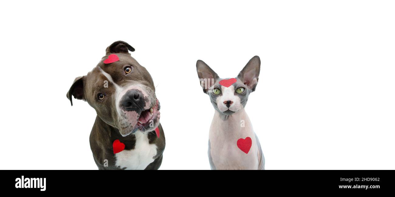 Dog and cat love celebrating valentine's day with heart shape stickers ...