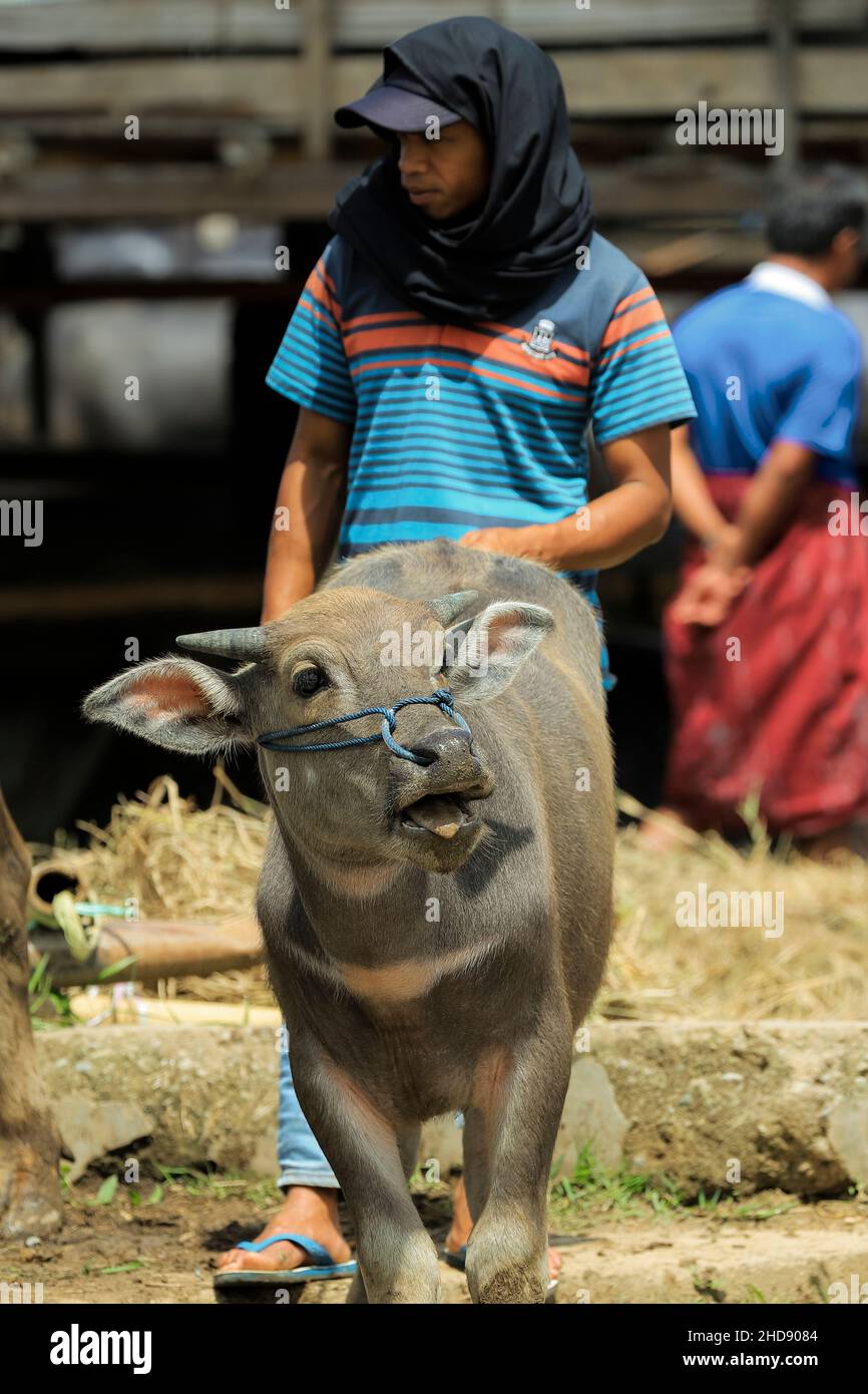 Domestic water buffalo calf at Asia's largest buffalo market in Bolu ...