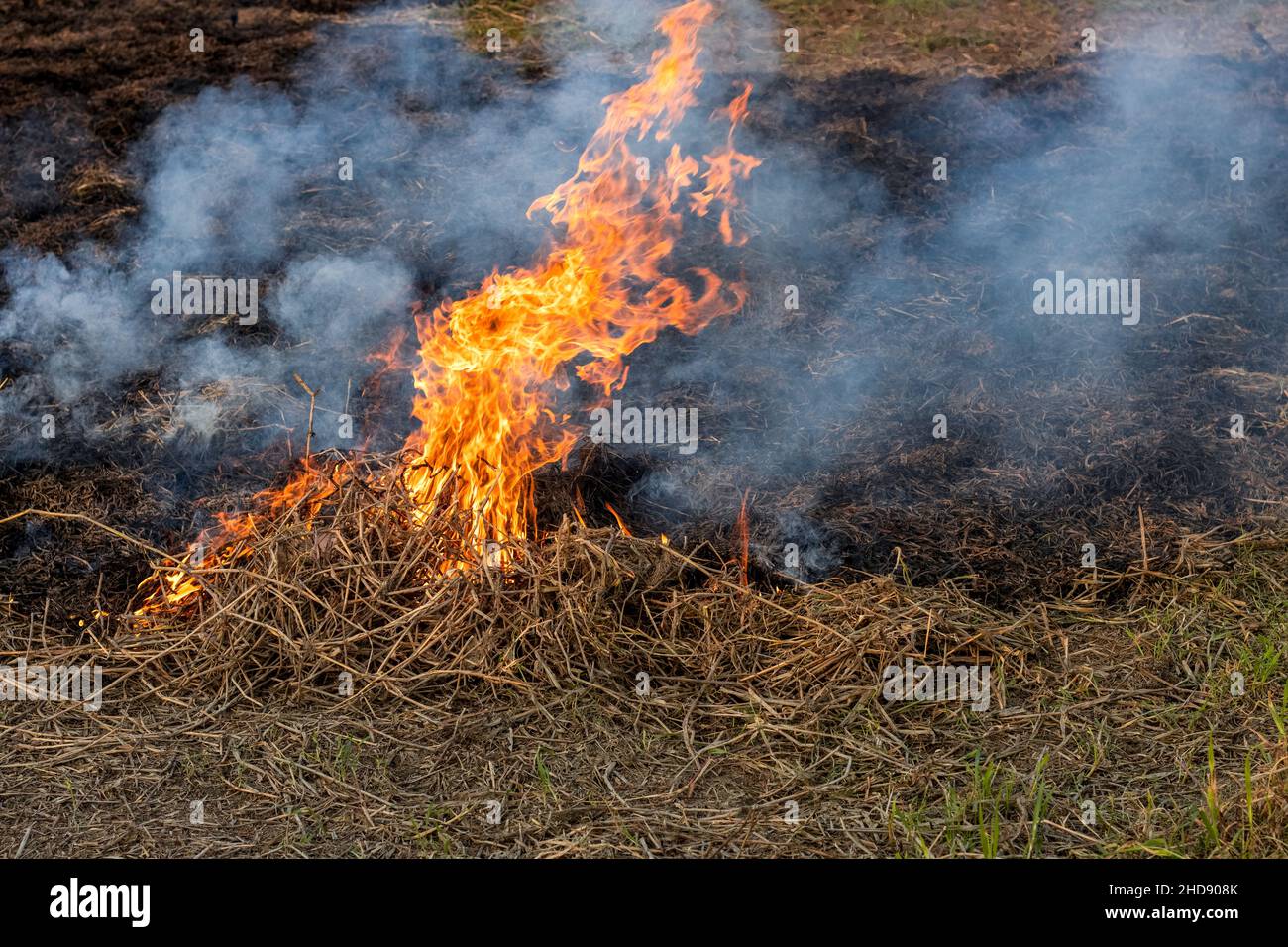 Burning rice straw in the agricultural land with fire flames for ...