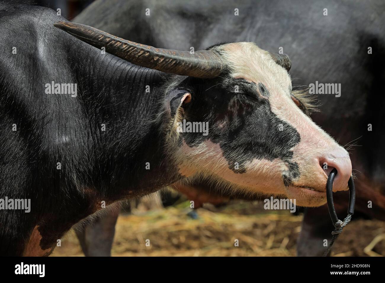 Piebald domestic water buffalo at Asia's largest buffalo market in Bolu ...