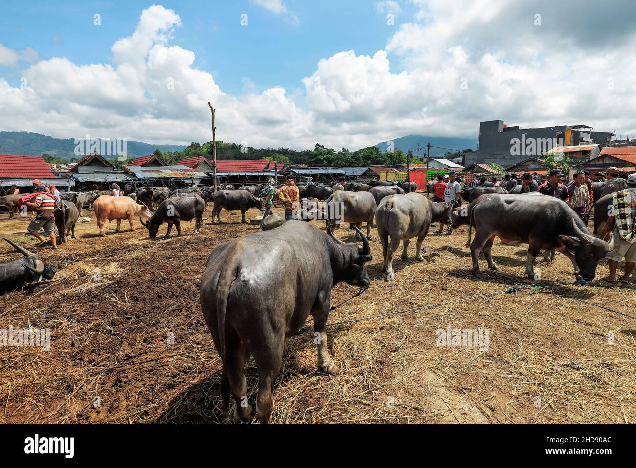 Domestic water buffalos at Asia's largest buffalo market in Bolu near ...