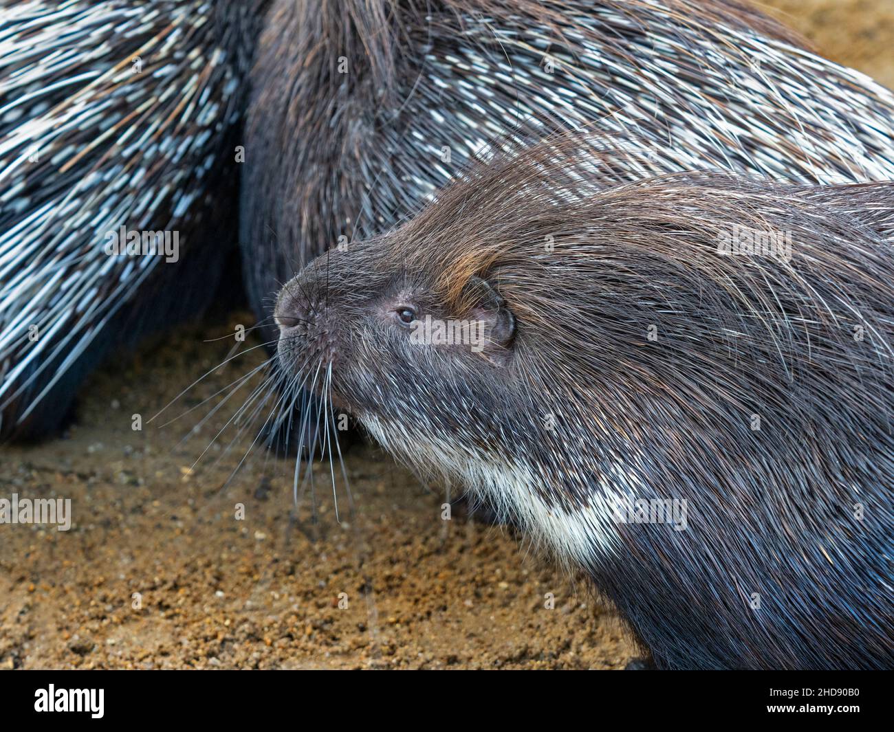 Indian crested porcupine Hystrix indica Stock Photo - Alamy