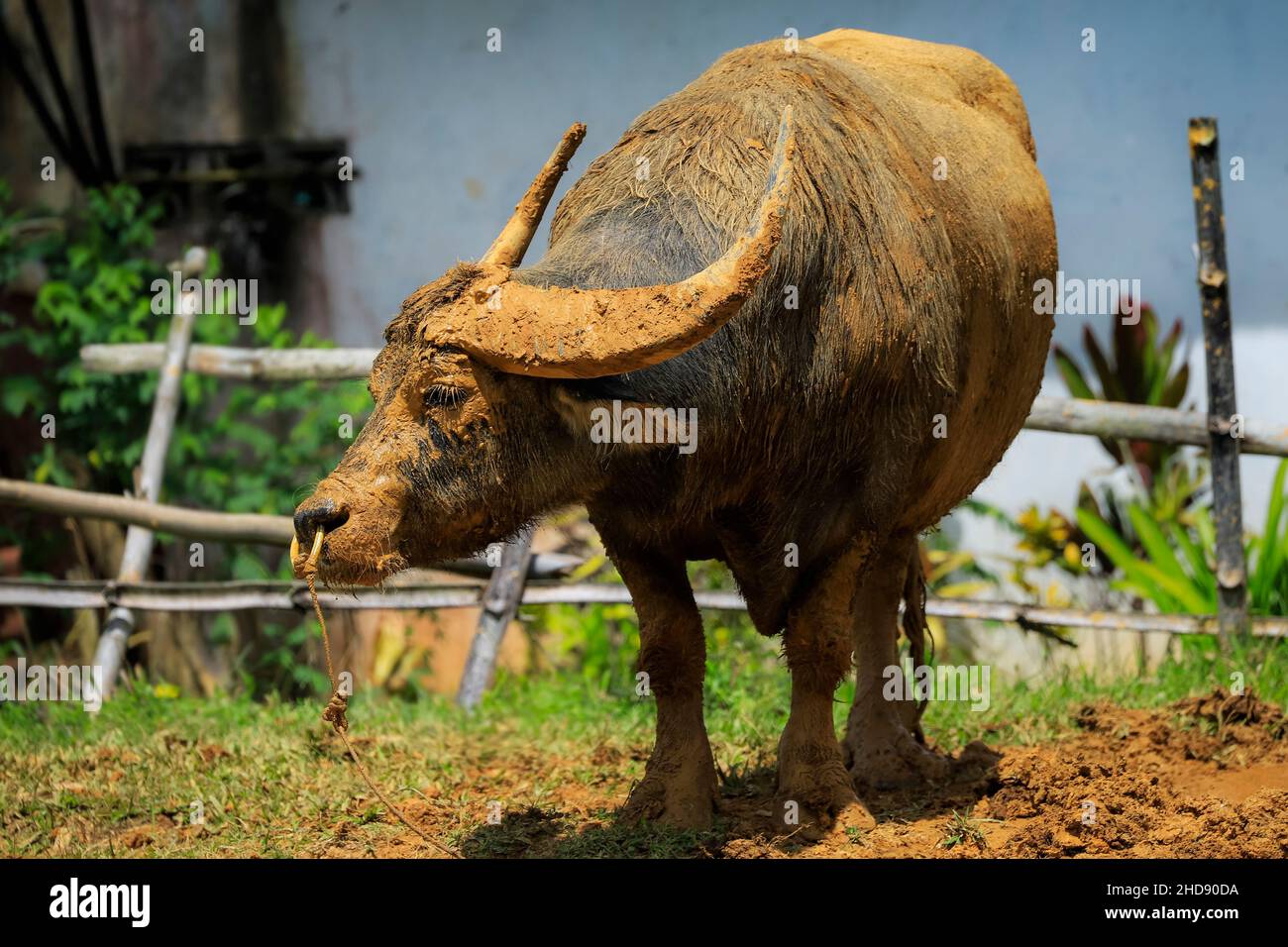 Large muddy domestic water buffalo. Highly prized both for farming and ...