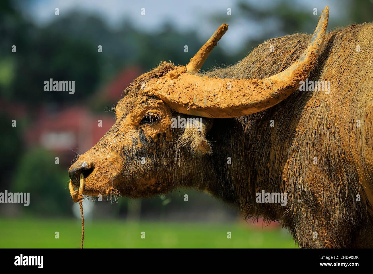 Large muddy domestic water buffalo. Highly prized both for farming and ...
