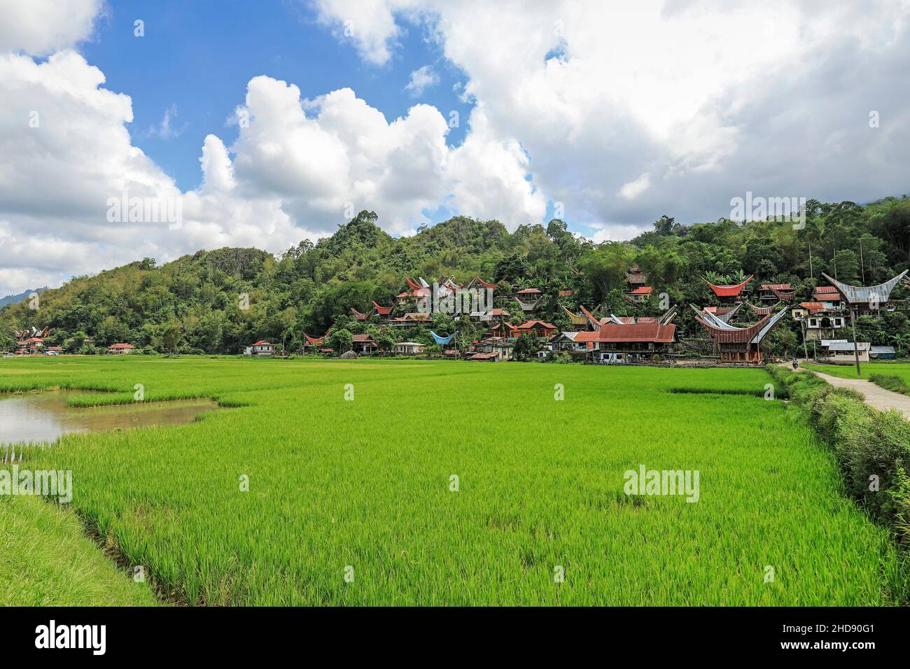 Traditional saddleback roof tongkonans (family rice barns & houses) by ...