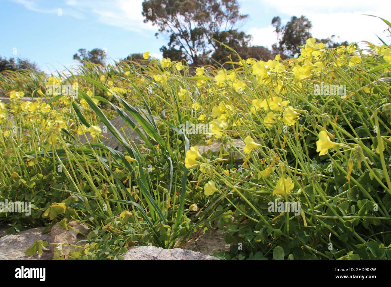 wild flowers in malta Stock Photo - Alamy