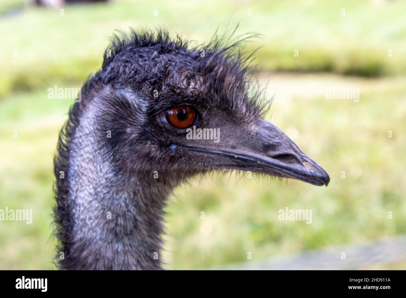 Portrait of an emu Stock Photo - Alamy