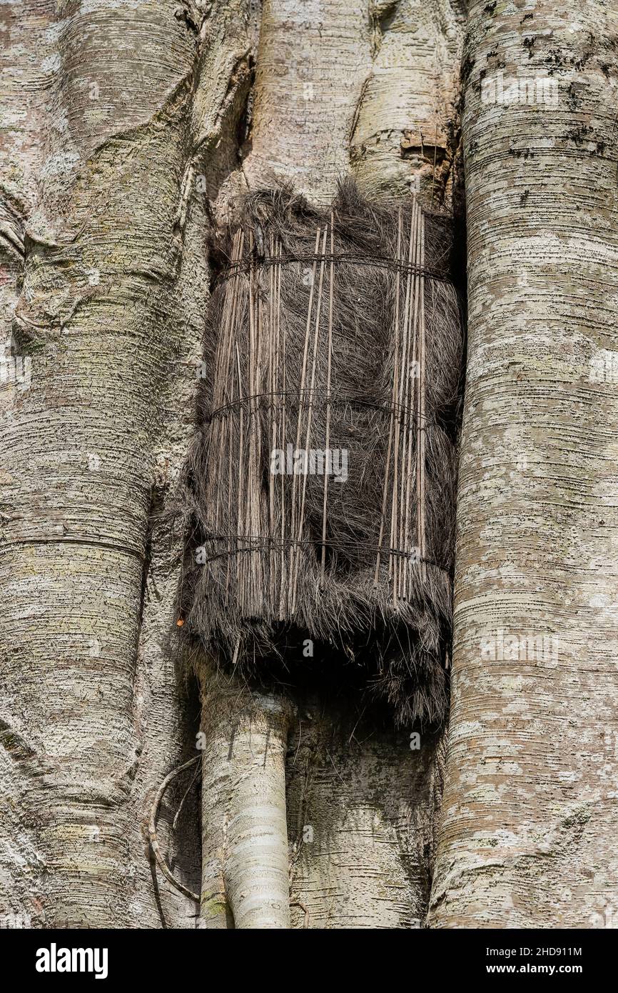 Niche in nature hi-res stock photography and images - Alamy