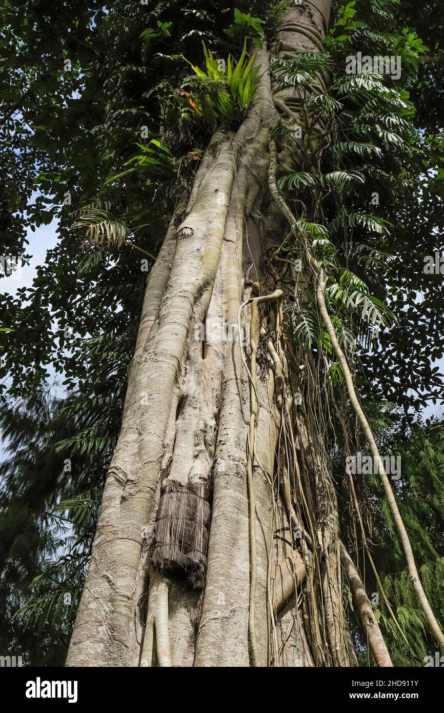 Animist baby grave in tree niche (the body is absorbed by tree i.e ...
