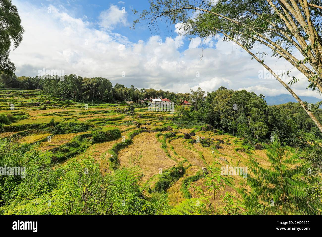 Landscape of terraced rice paddy fields at Batutumonga in the mountains ...