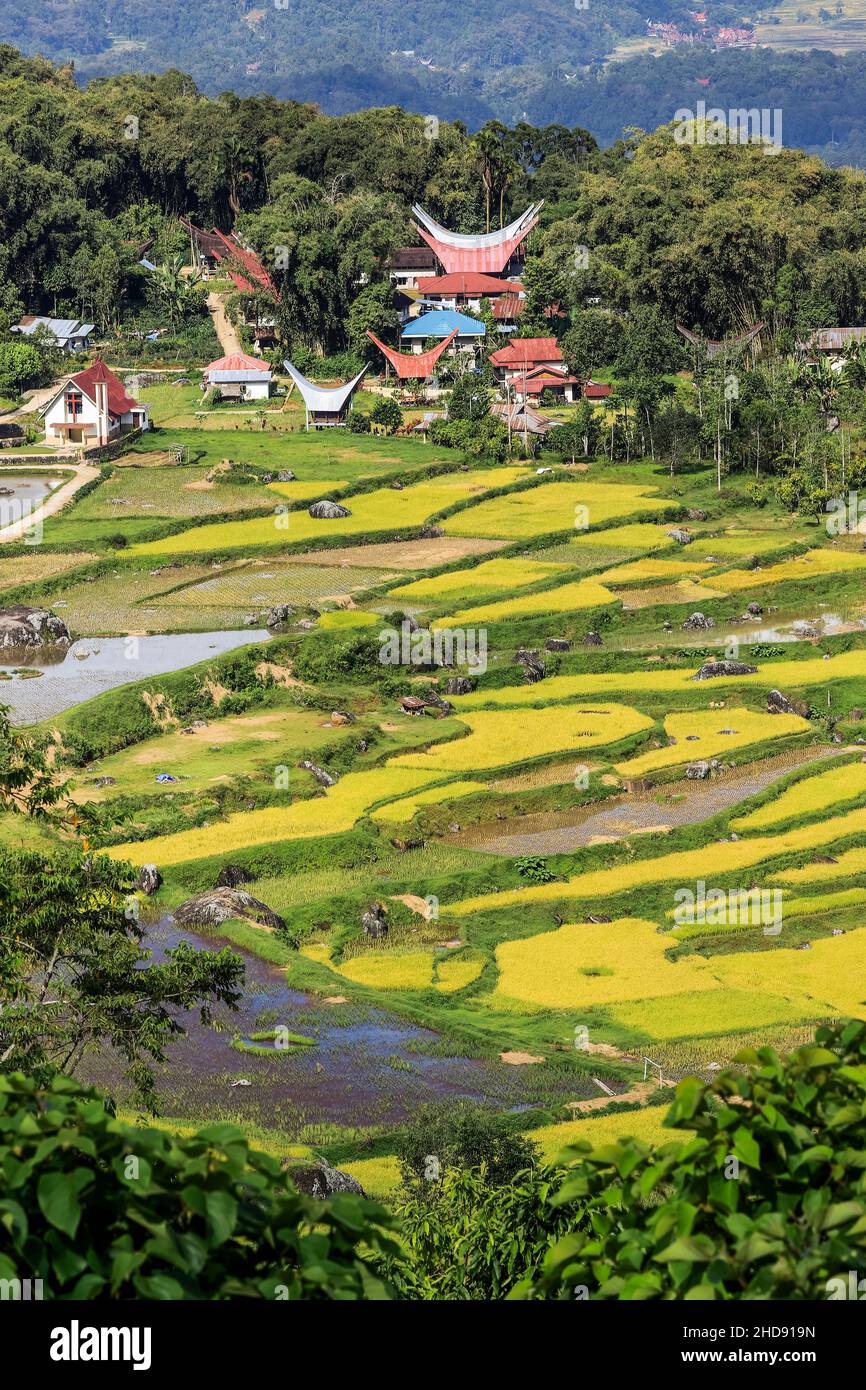 Church & tongkonan houses at Lempo in the Batutumonga rice paddy ...
