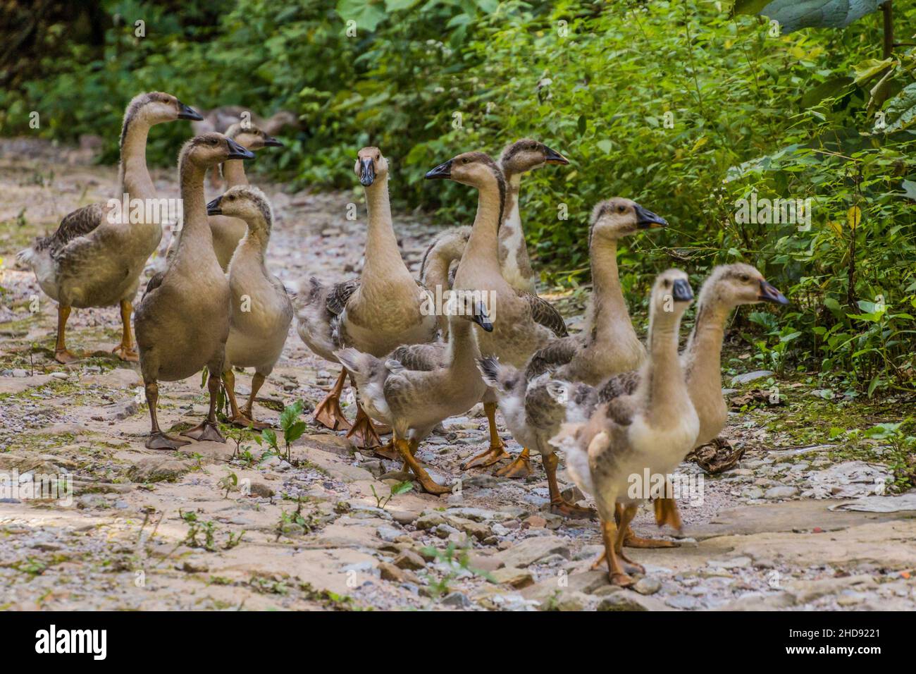 Geese on path in Zhangjiajie National Forest Park in Hunan province ...
