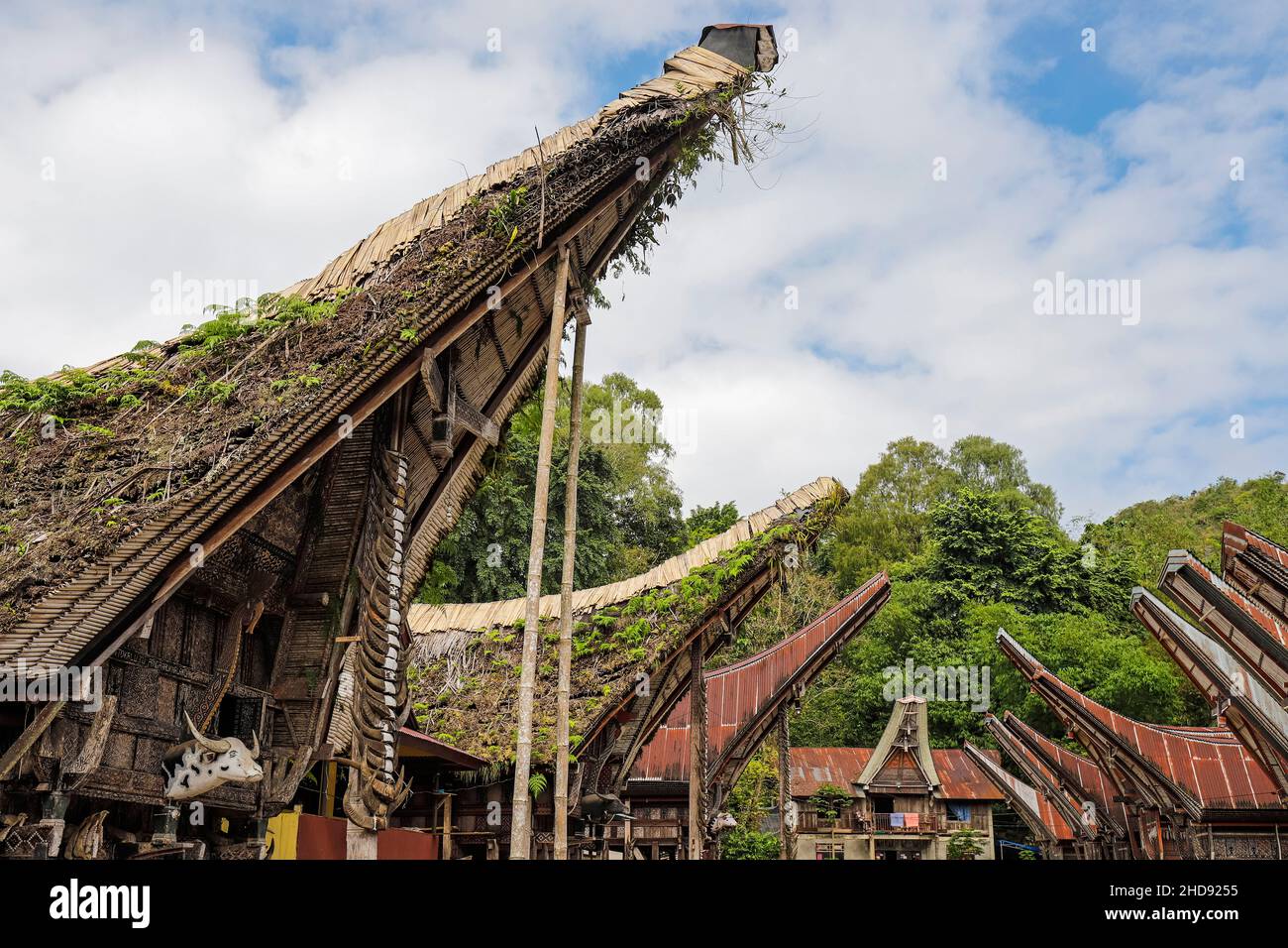 Saddleback roof tongkonans (rice barns & houses) in a high status ...