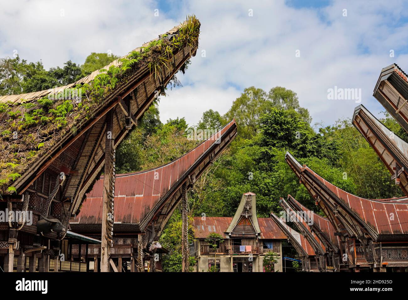 Saddleback roof tongkonans (rice barns & houses) in a high status ...