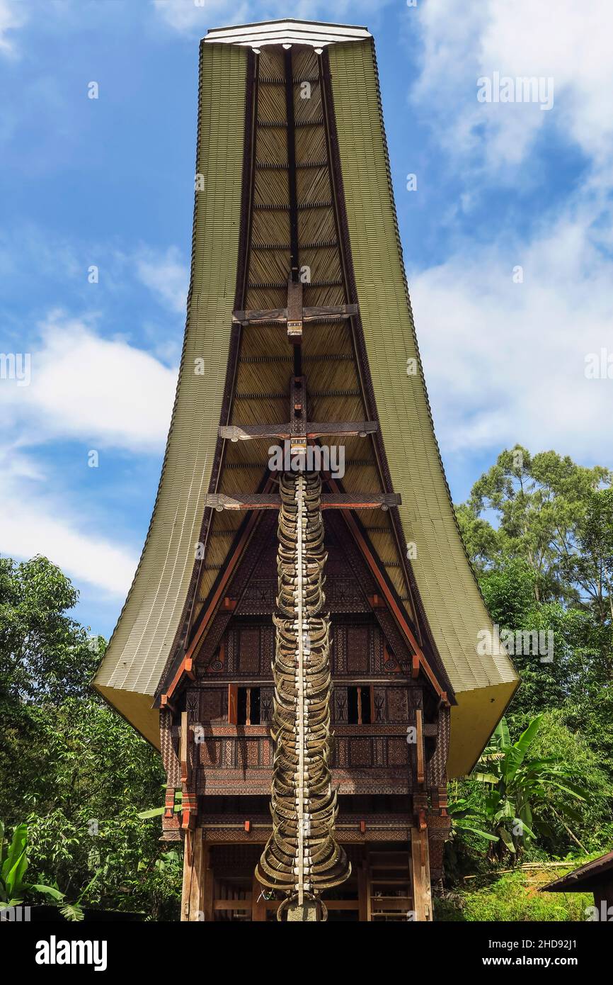 Traditional saddleback roof tongkonan house & horns of sacrificed ...