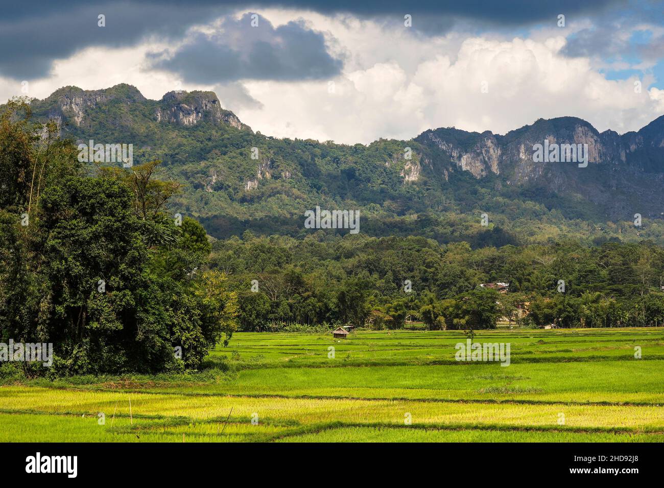 Limestone mountain peaks including 1231m Gunung Buntu Sarira and rice ...