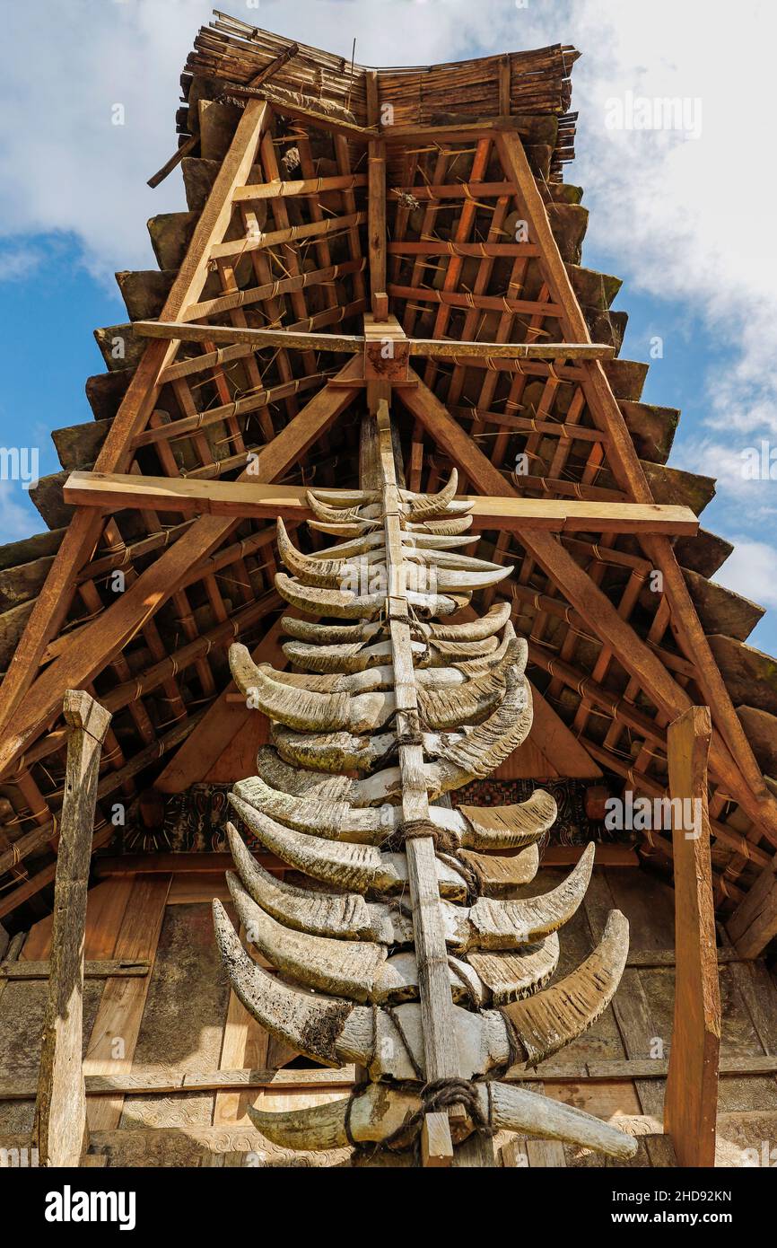 Sacrificed buffalo horns at Papa Batu, the only stone roofed tongkonan ...