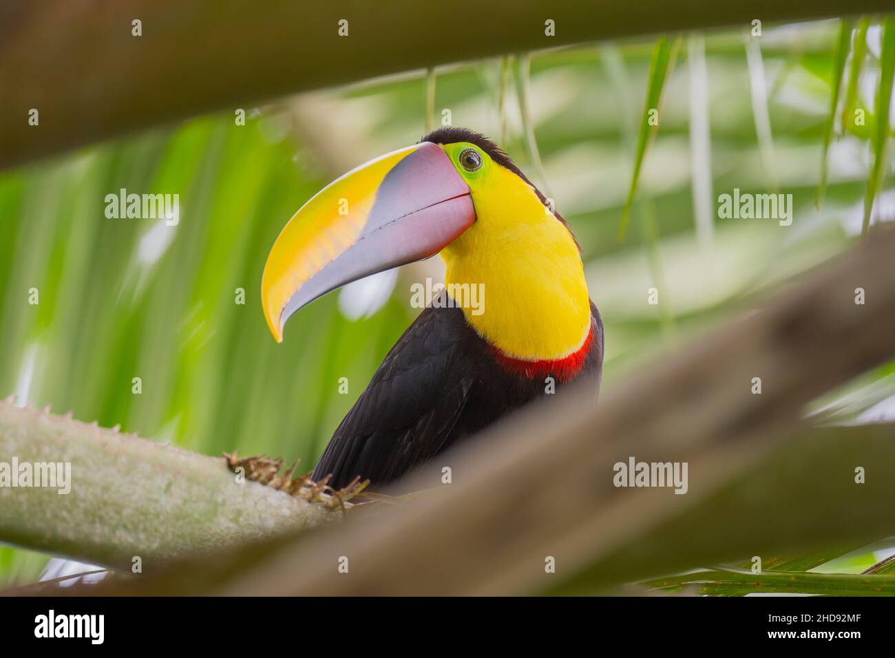 Selective of a toco toucan (Ramphastos toco) on a tree Stock Photo - Alamy