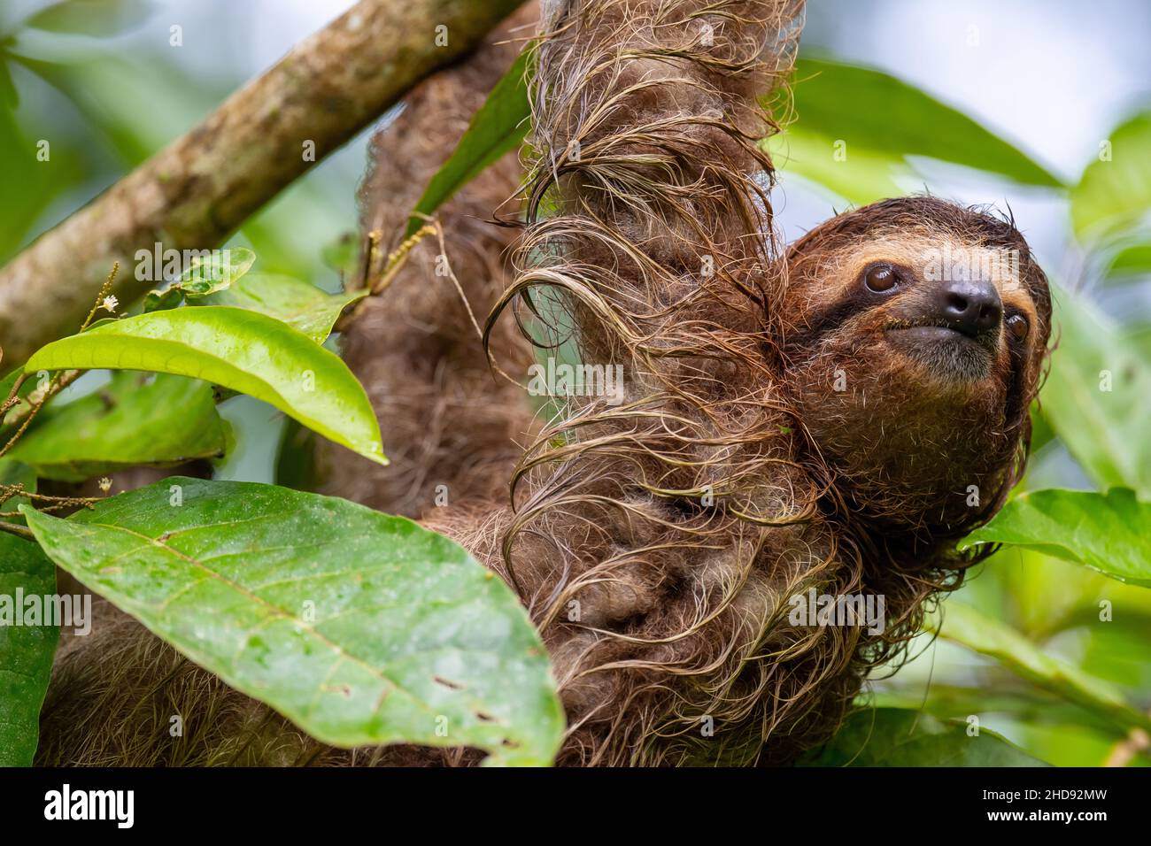 Selective closeup of a cute sloth hanging on a tree Stock Photo - Alamy