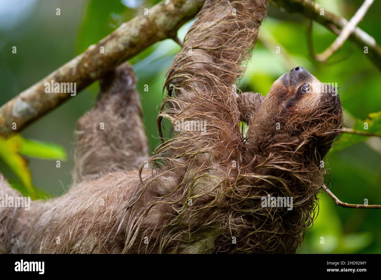 Selective closeup of a cute sloth hanging on a tree Stock Photo - Alamy