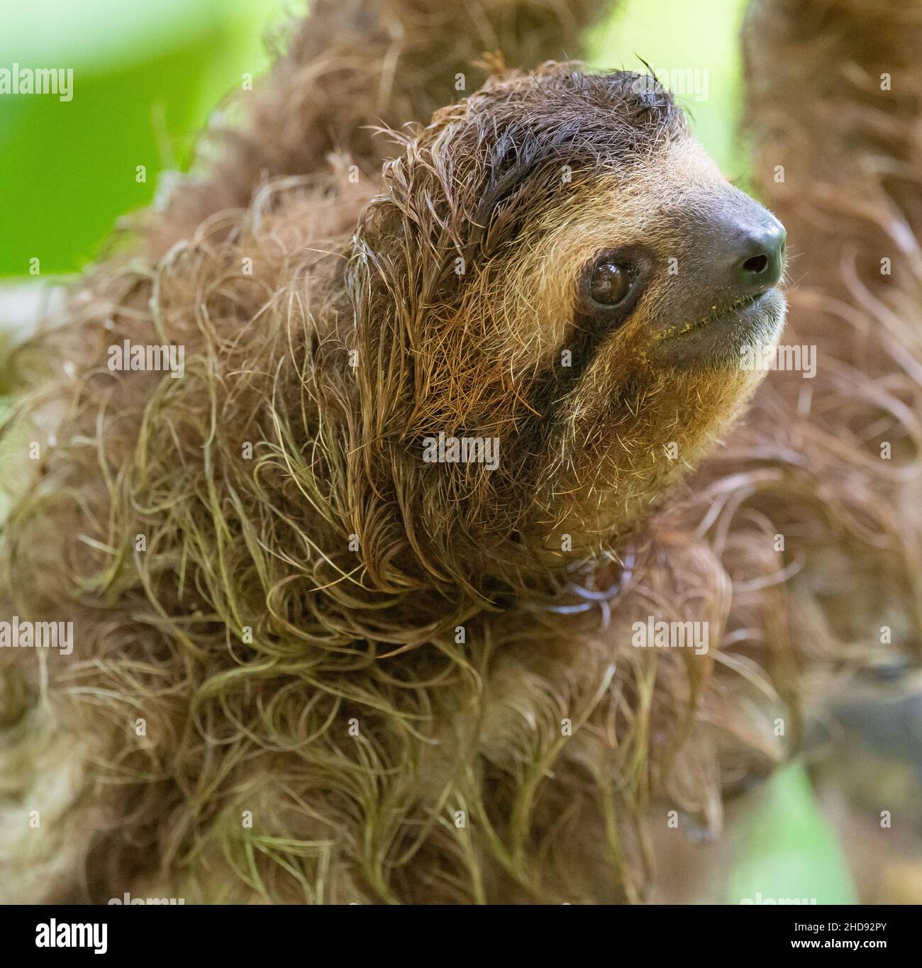 Selective closeup of a cute sloth hanging on a tree Stock Photo - Alamy