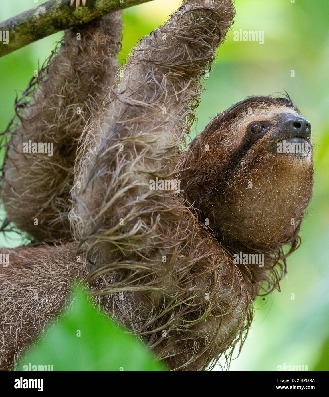 Selective closeup of a cute sloth hanging on a tree Stock Photo - Alamy