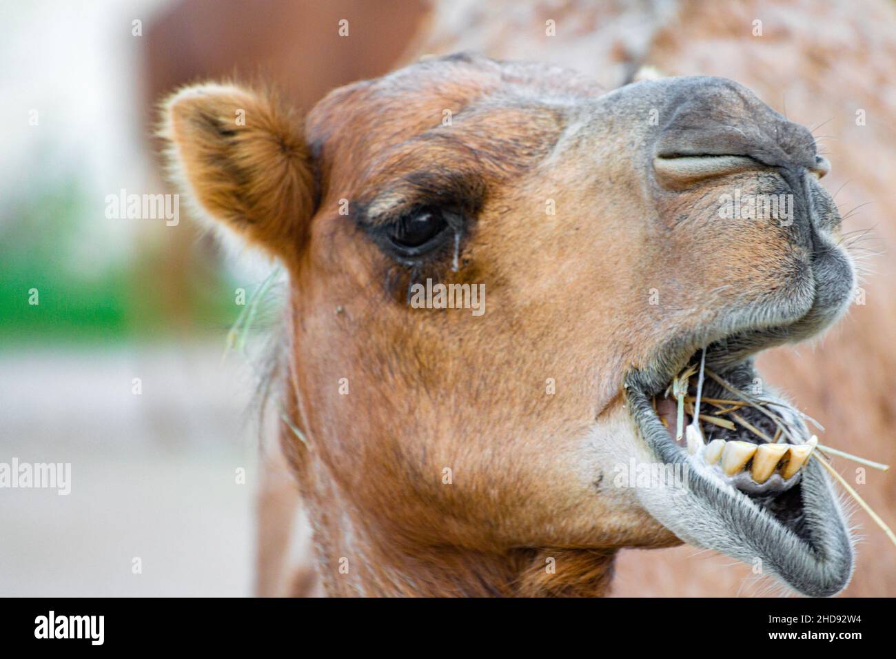 Face of camel hi-res stock photography and images - Alamy