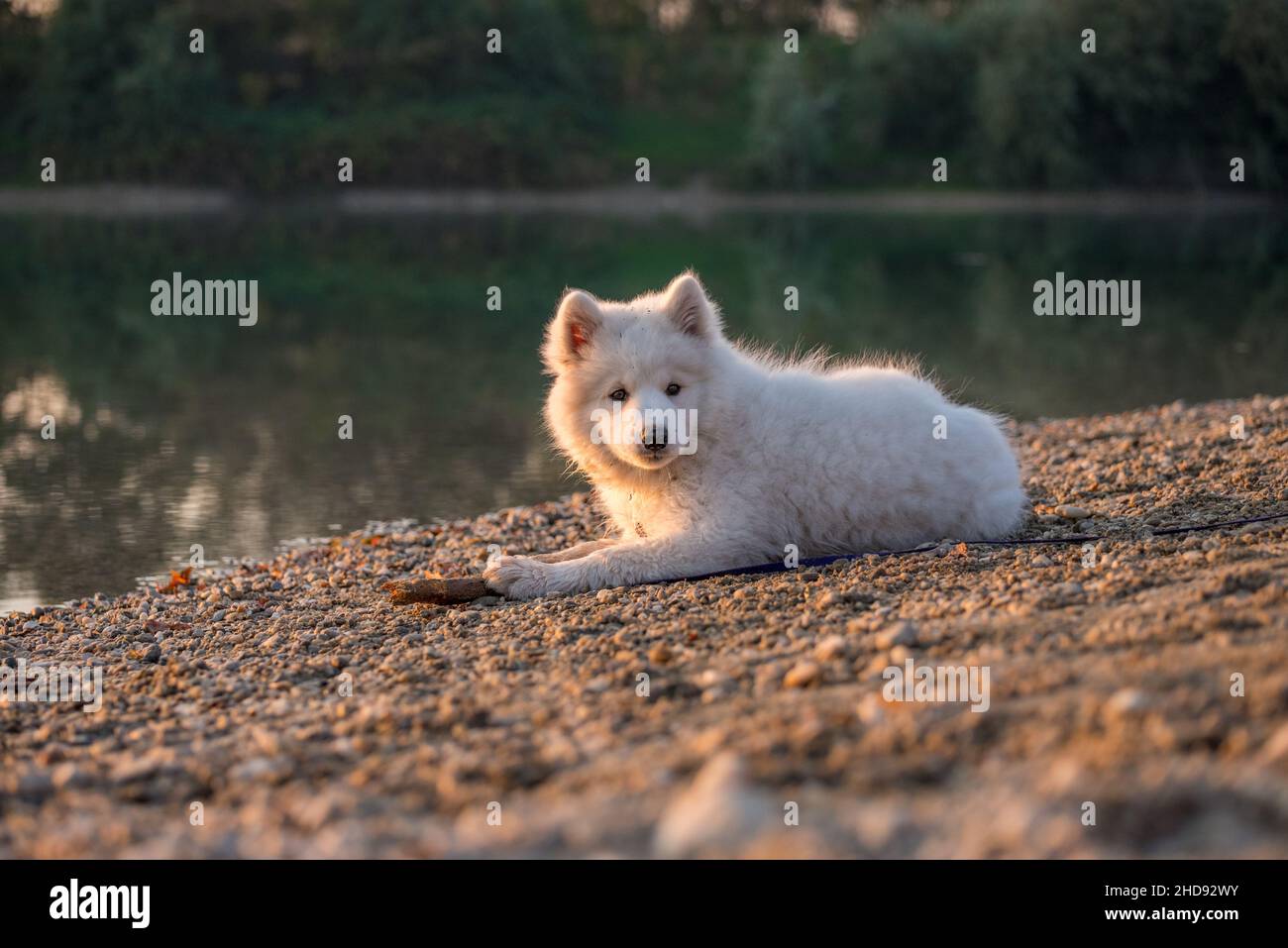 Samoyed puppy is playing with his stick at the edge of a lake. The baby ...