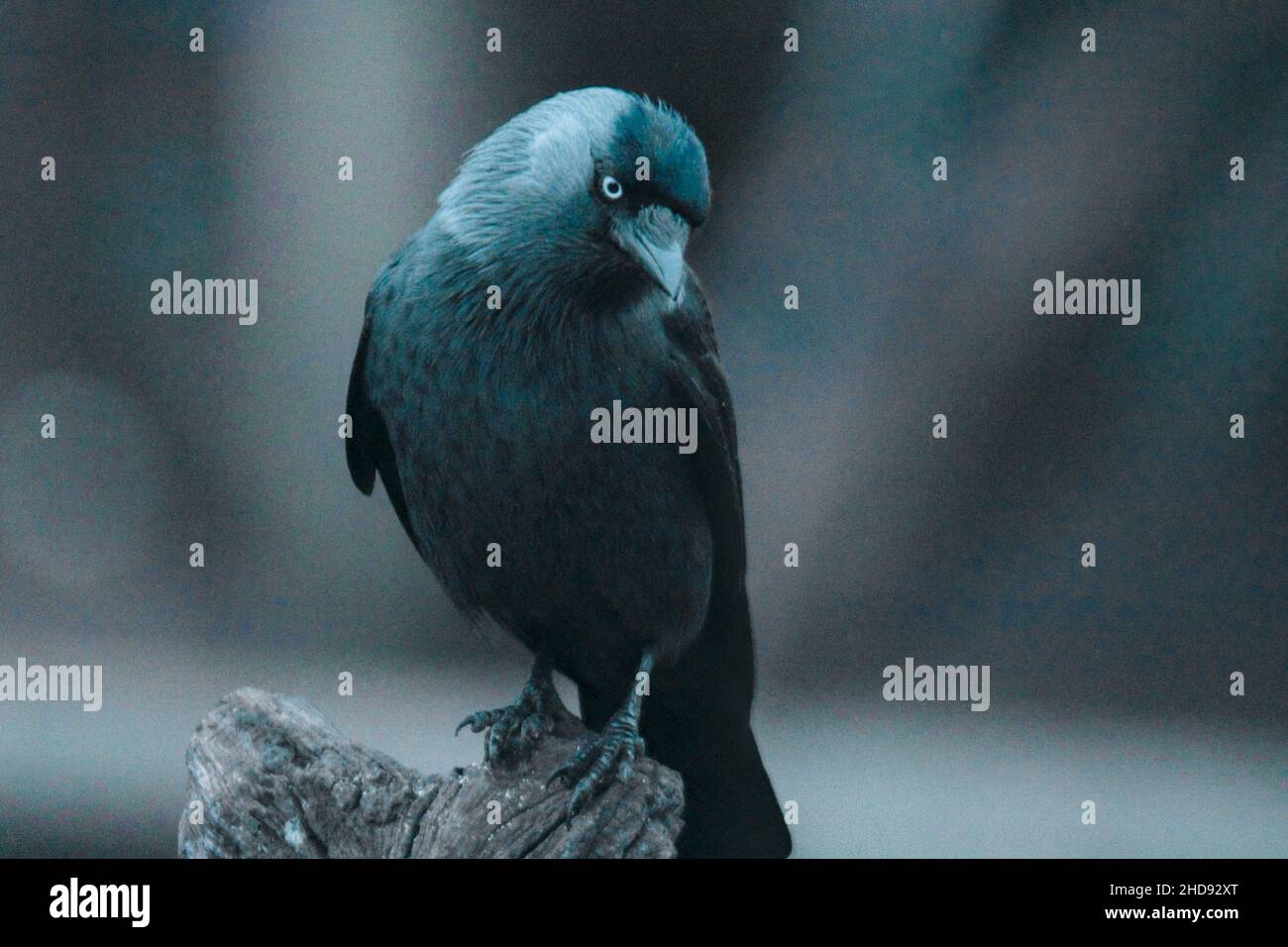 Closeup of the Western jackdaw, Coloeus monedula Stock Photo - Alamy