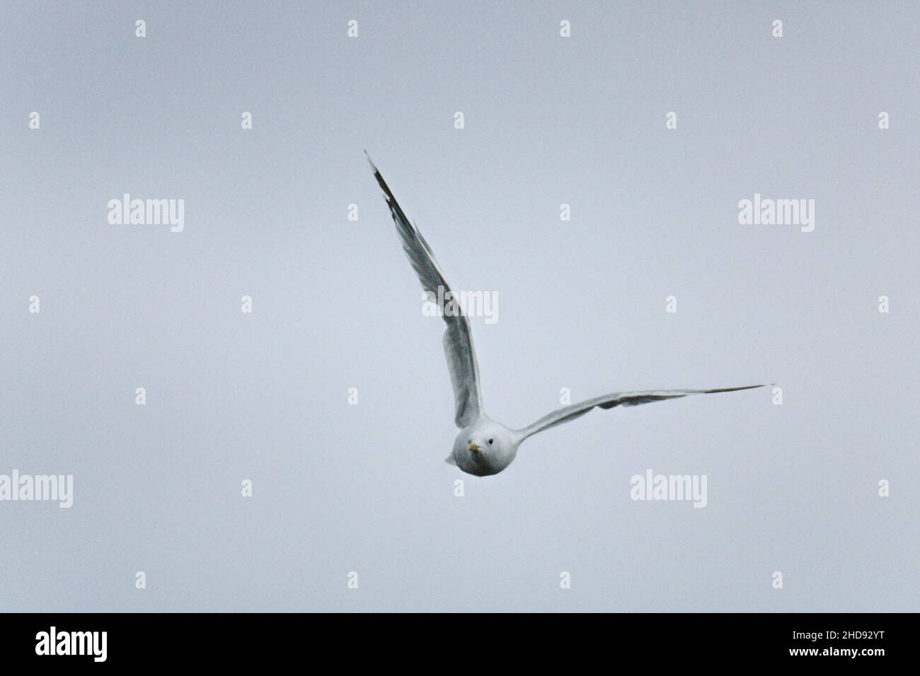 Seagull flying front view hi-res stock photography and images - Alamy
