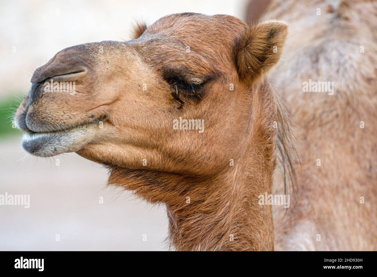 Funny camel face hi-res stock photography and images - Alamy