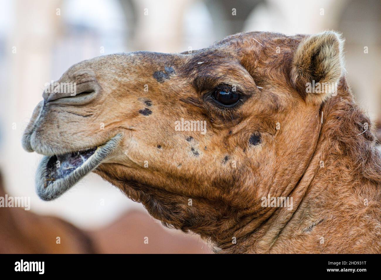 Funny camel face hi-res stock photography and images - Alamy