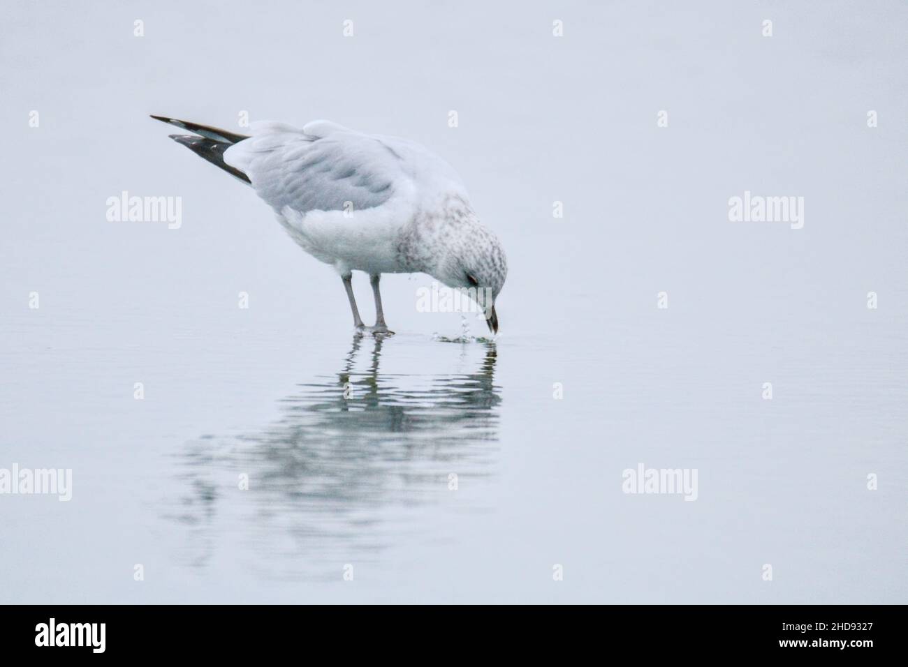 Larus glaucoides thayeri hi-res stock photography and images - Alamy