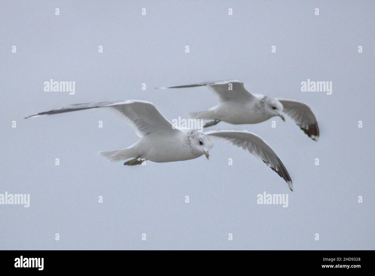 Larus glaucoides thayeri hi-res stock photography and images - Alamy