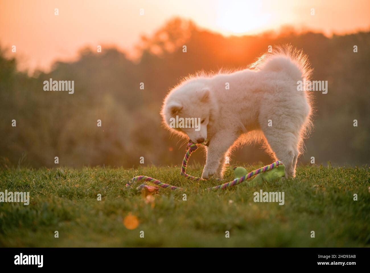 Samoyed puppy plays with his rope in the green dog meadow. The white ...