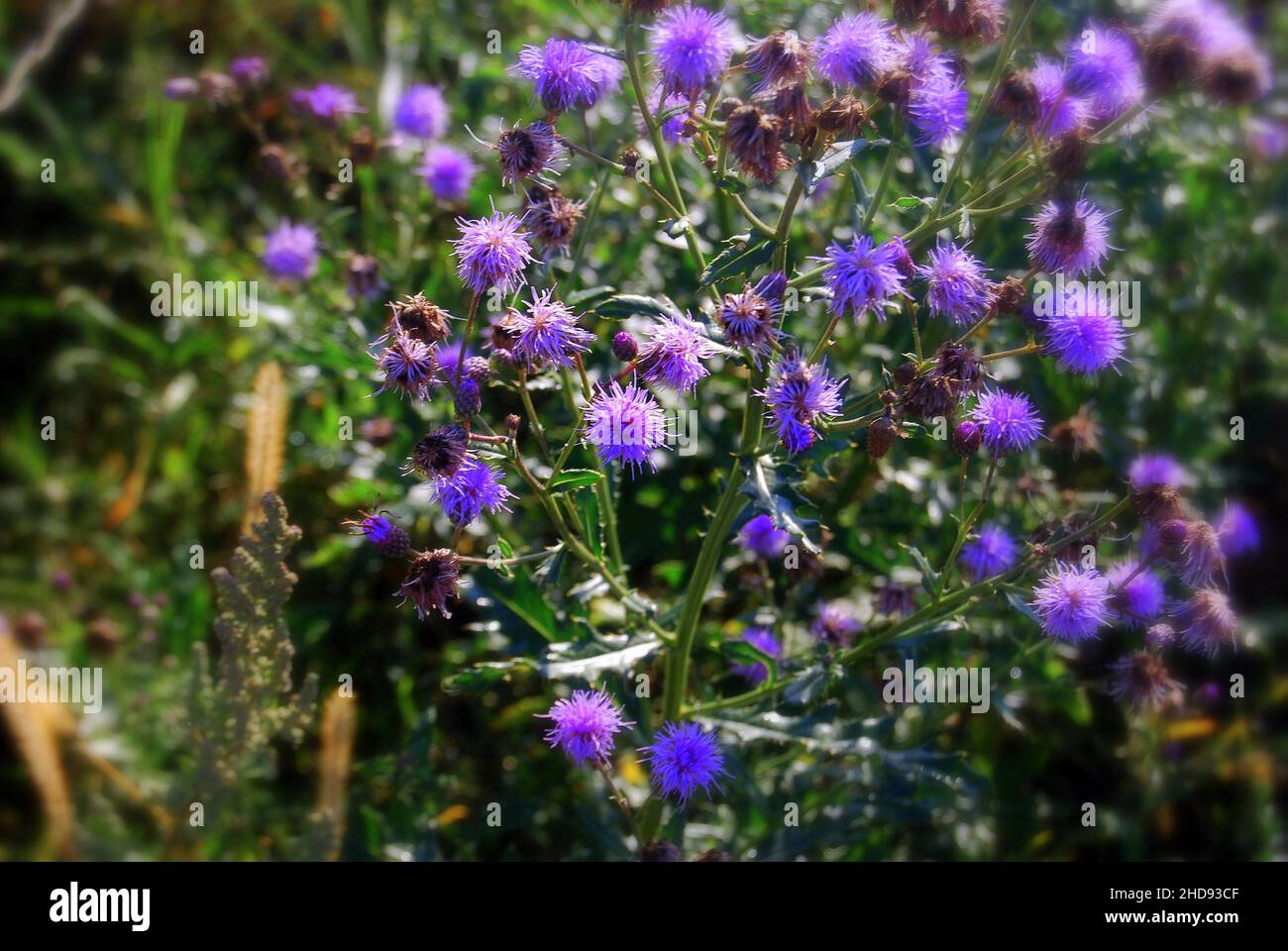 Closeup of Cirsium arvense, known as creeping thistle, Canada thistle ...