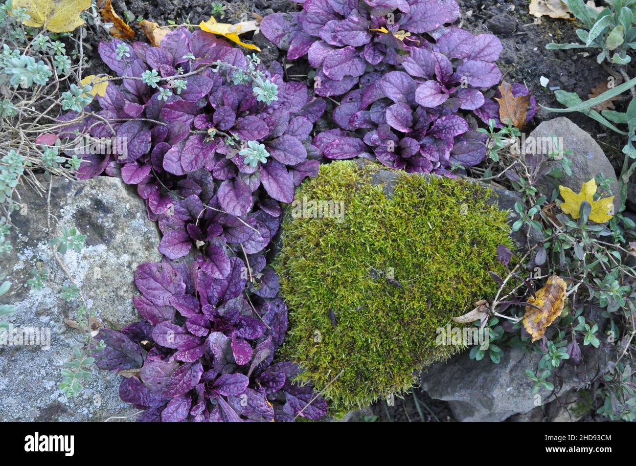 Closeup of Ajuga, also known as bugleweed, ground pine, carpet bugle ...