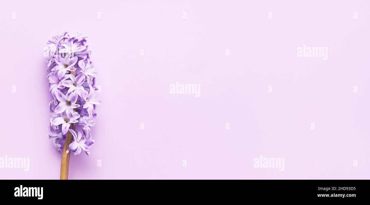Single hyacinth flower on a pink background. Banner. Top view, copy ...