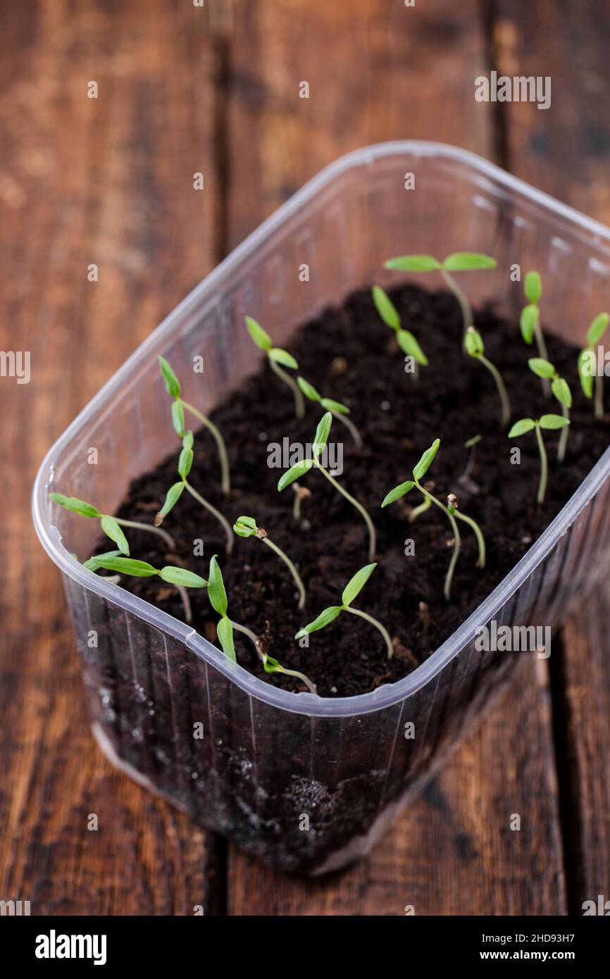 Small tomato sprouts in a box of soil Stock Photo - Alamy