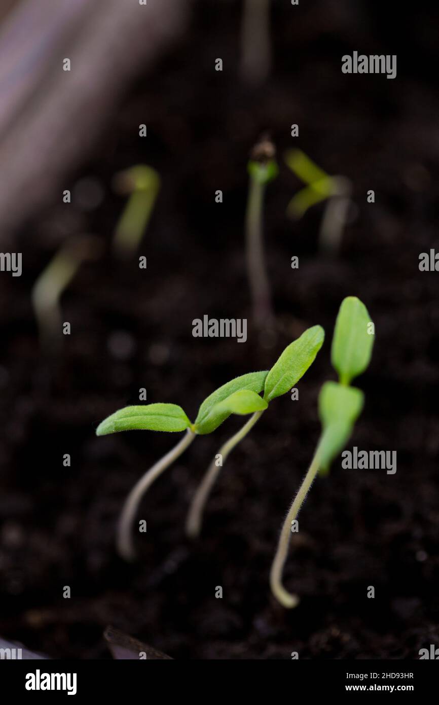 Small tomato sprouts in a box of soil Stock Photo - Alamy