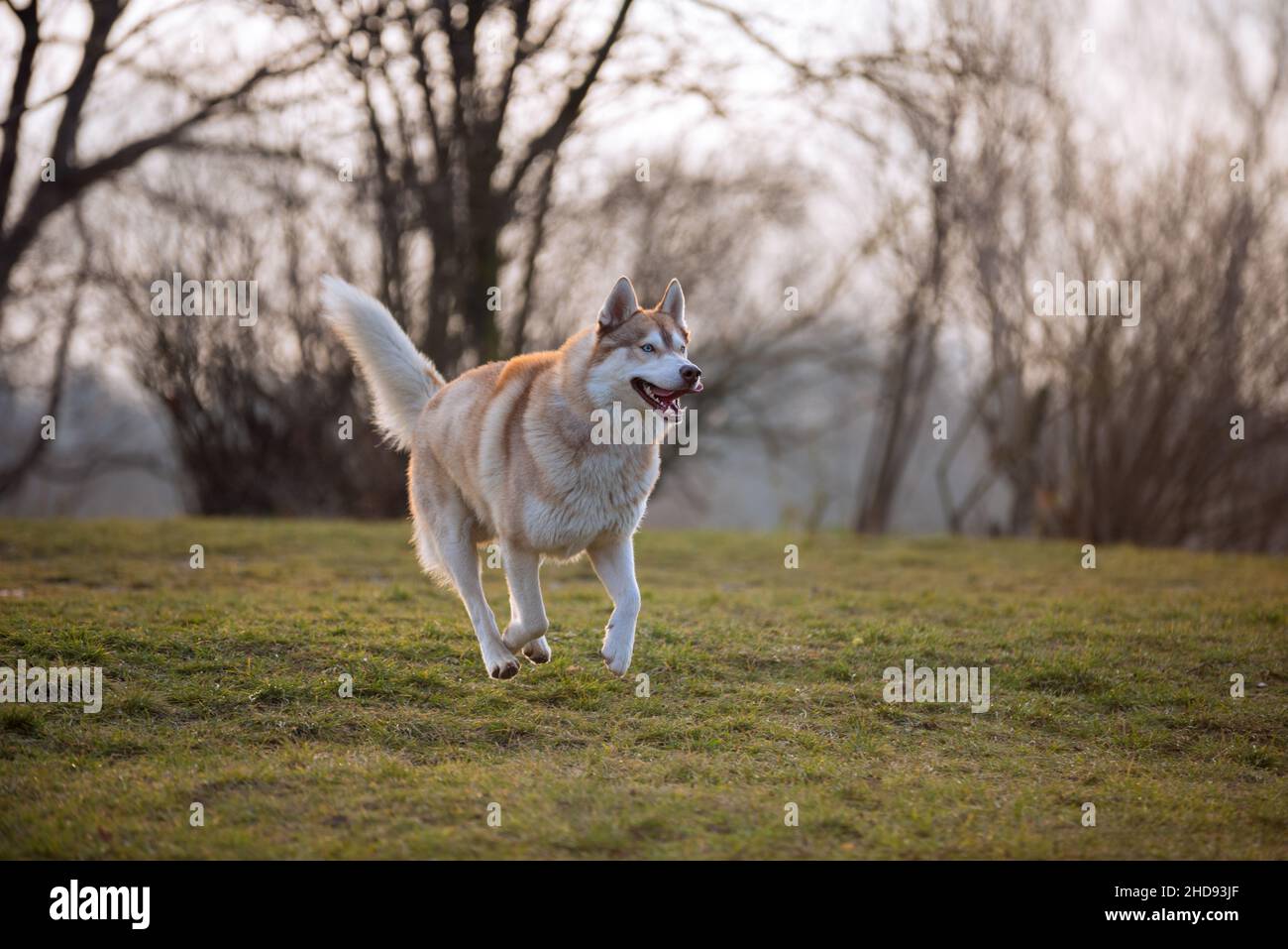 Light brown husky runs in the green meadow and sticks out its tongue ...