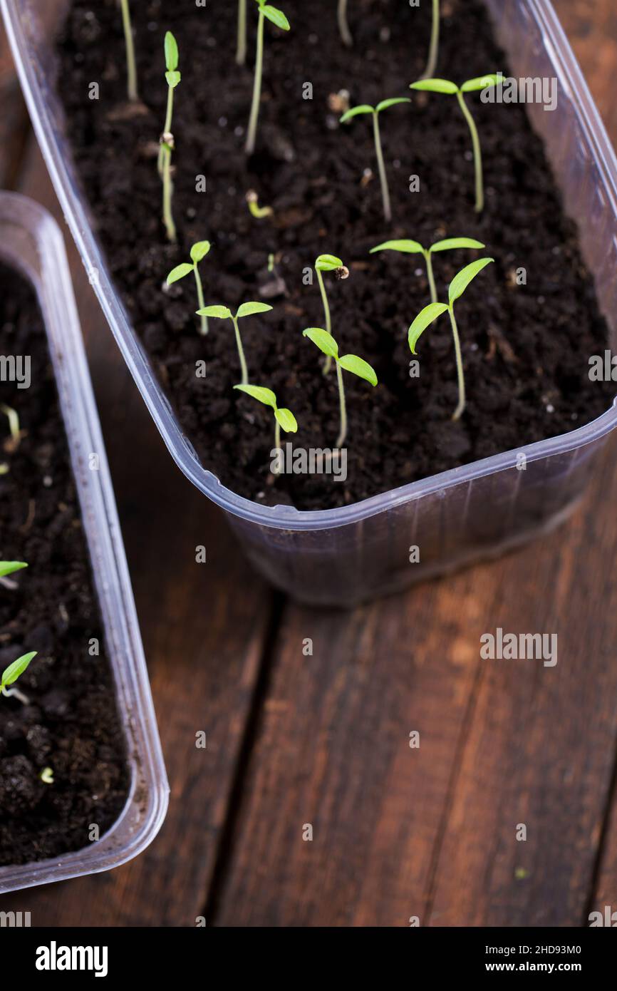 Small tomato sprouts in a box of soil Stock Photo - Alamy
