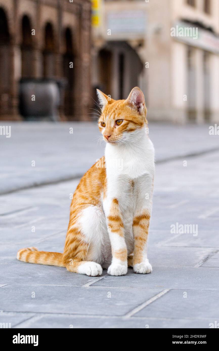 Beautiful stray cat on the street Stock Photo - Alamy