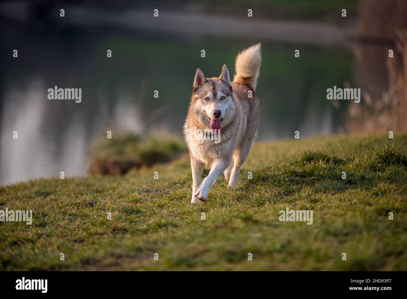 Light brown husky runs in the green meadow and sticks out its tongue ...