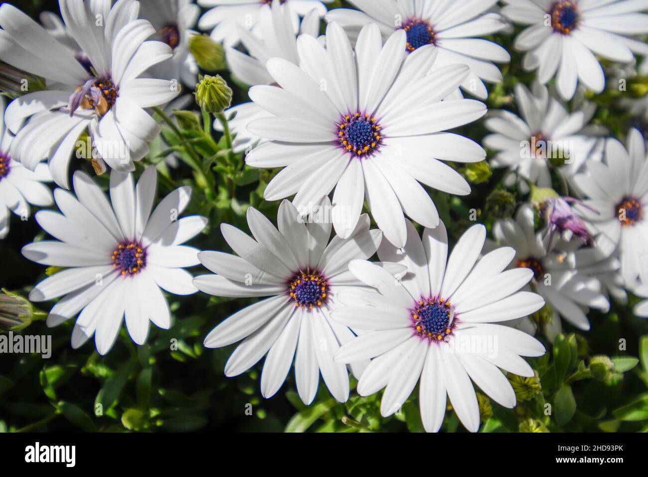 African daisy pink hi-res stock photography and images - Alamy