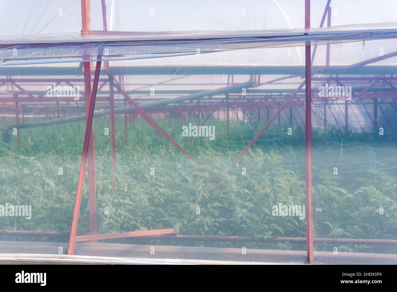 translucent plastic wall of large industrial polytunnel with growing ...