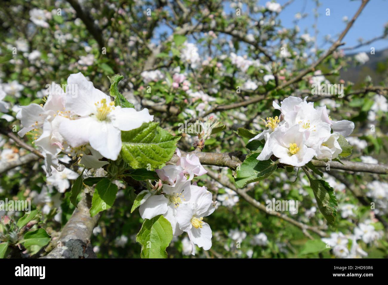 Apple tree in bloom Stock Photo - Alamy